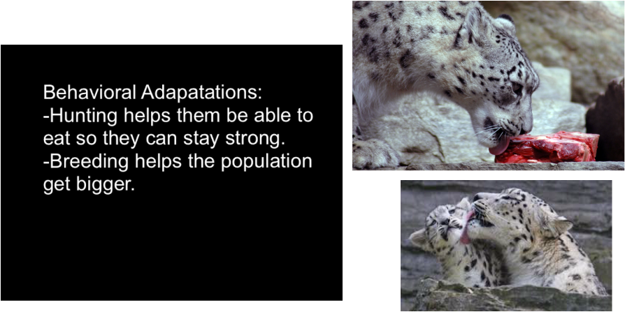 Download Snow Leopard Eating - Full Size PNG Image - PNGkit