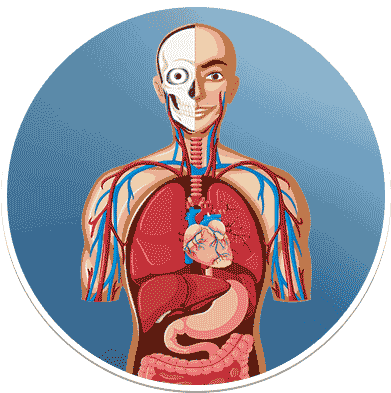 Download Transparent Human Anatomy - Human - PNGkit