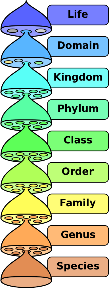 Download Biological Classification L Pengo Vflip - Biological ...