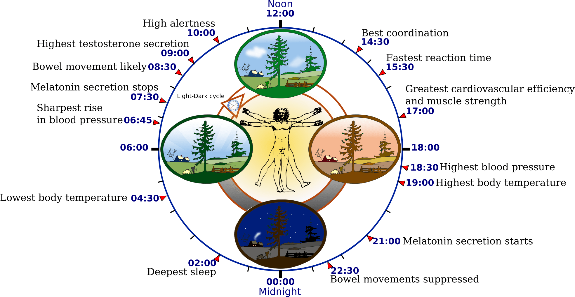 Download Biological Clock Human - Circadian Rhythm - Full Size PNG ...