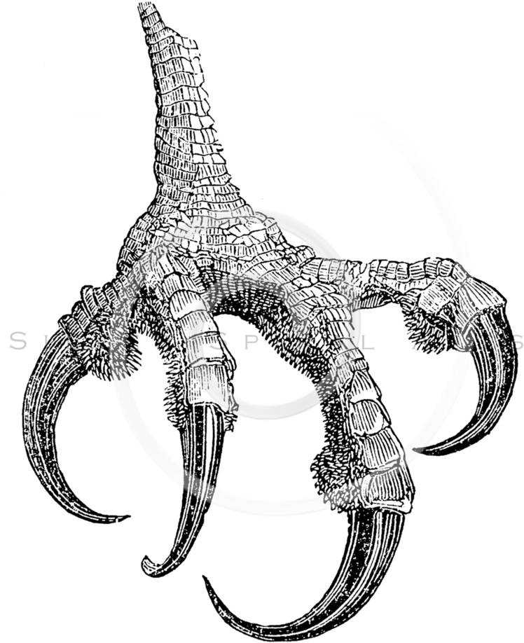Download Png Transparent Images Pluspng - Bird Claw - Full Size PNG ...