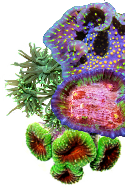 Download Coral - Full Size PNG Image - PNGkit