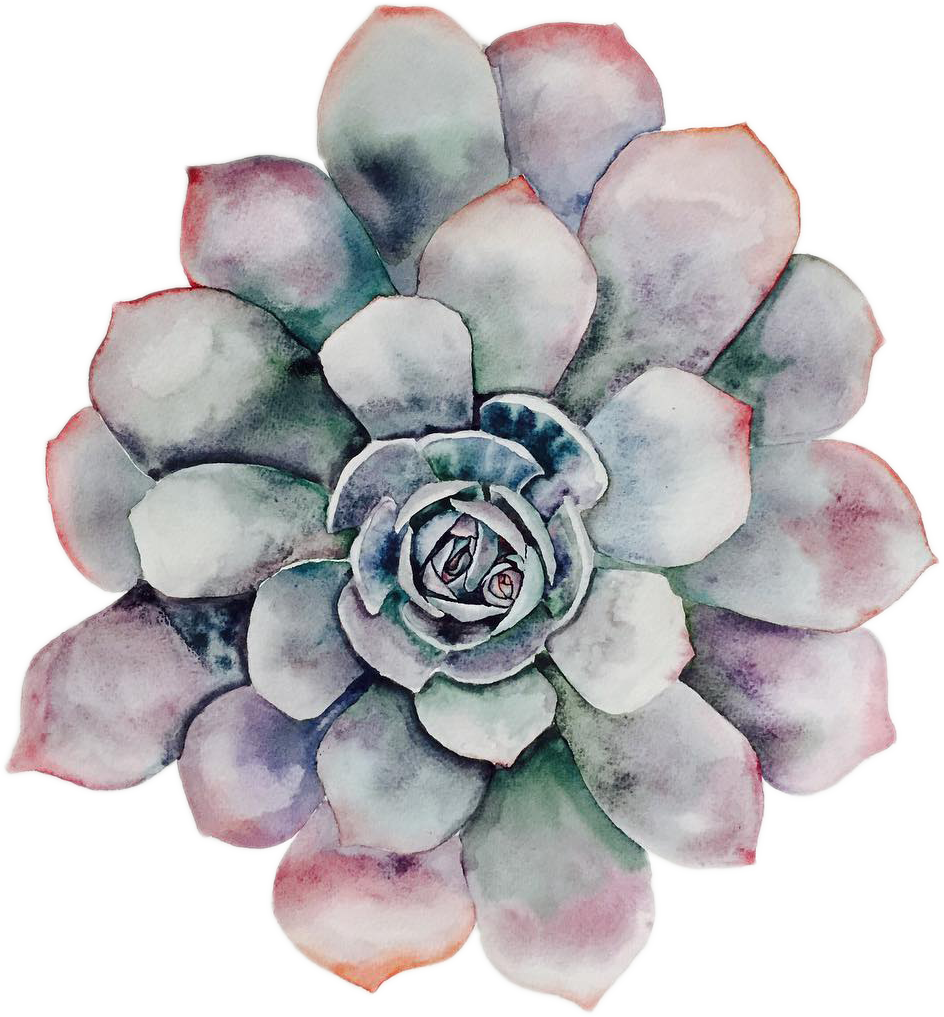 Download Transparent Main Succulent - PNGkit