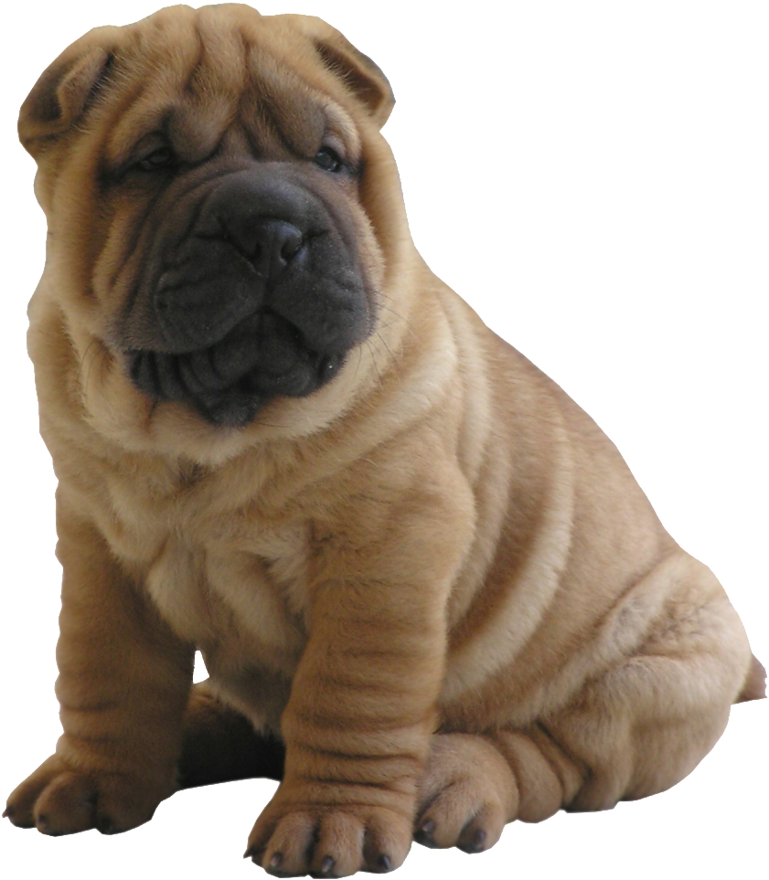 Download Puppy Starter Pack - Chow Chow Cross Shar Pei - Full Size PNG ...