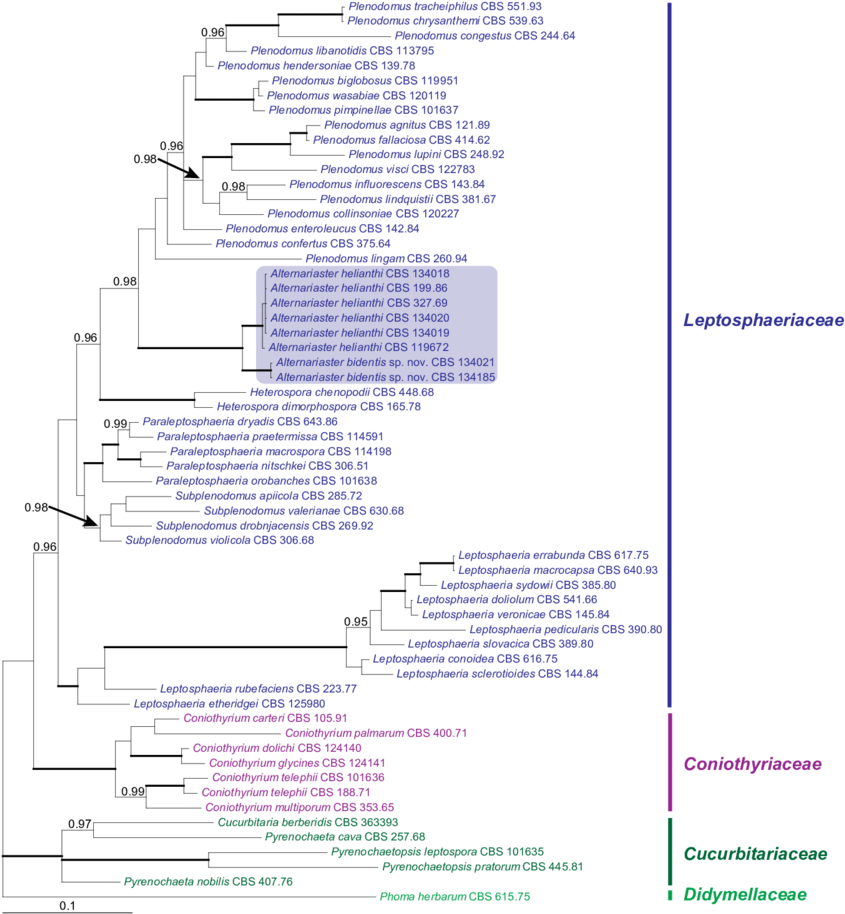 Download Bayesian 50 % Majority Rule Consensus Tree Based On ...