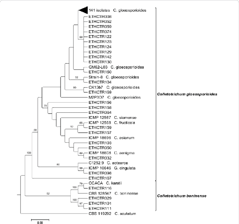 Download Neighbor-joining Phylogenetic Tree Of Concatenated - Neighbor ...