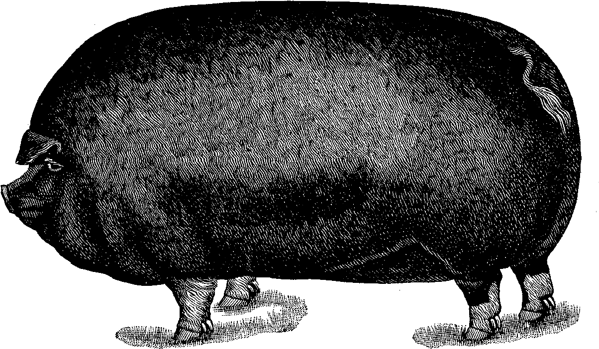 Download Digital Pig Illustration - The Aleph - Full Size PNG Image ...