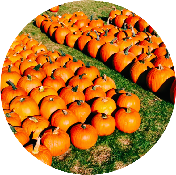 Download Pumpkin Patch - Pumpkin - Full Size PNG Image - PNGkit