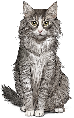 Download Fresko Gato Gosbi - Cat - Full Size PNG Image - PNGkit