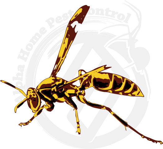 Download Paper Wasp Image Gallery - Paper - Full Size PNG Image - PNGkit