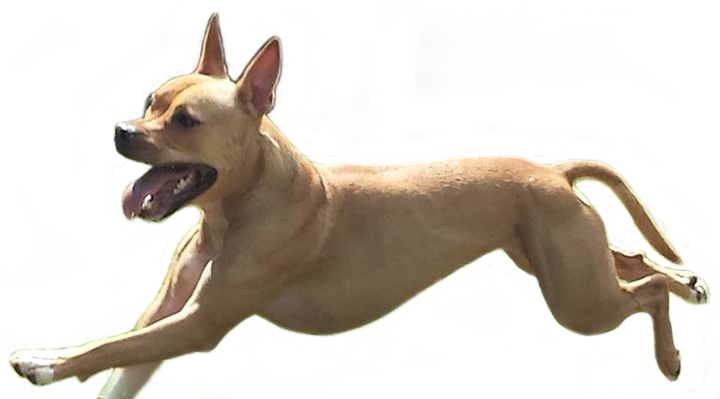 Download Dog Running Png - Full Size PNG Image - PNGkit