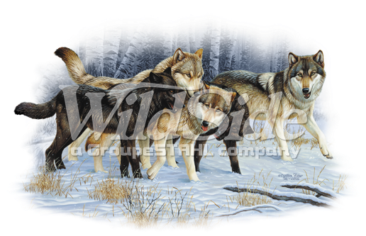 Download Wolf Pack In The Snow - Awesome Wolves In Wolf Pack In Snow ...