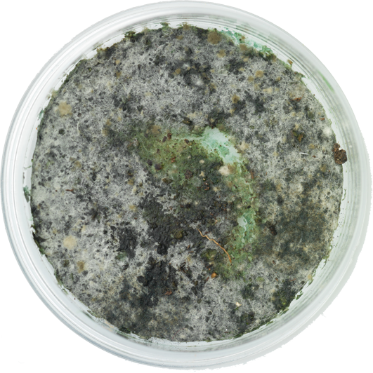 Download Facts About Mold - Mold - Full Size PNG Image - PNGkit