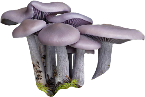Download Fungi - Transparent Pictures Of Fungi - Full Size PNG Image ...