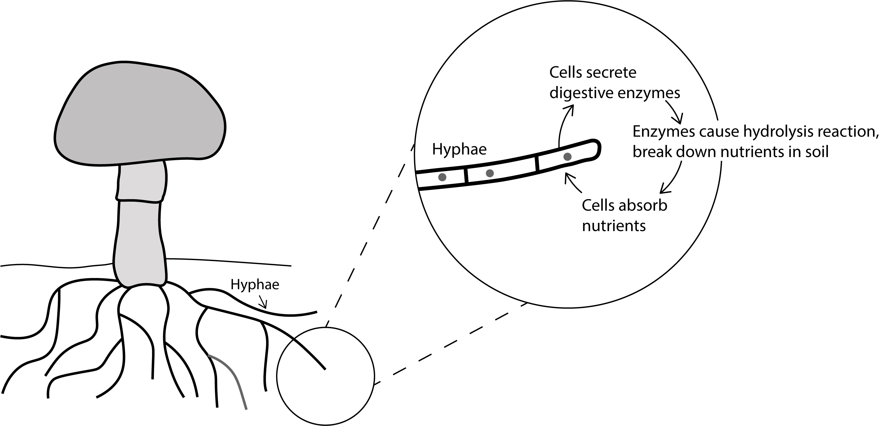 Download Fungi External Digestion - Diagram - Full Size PNG Image - PNGkit