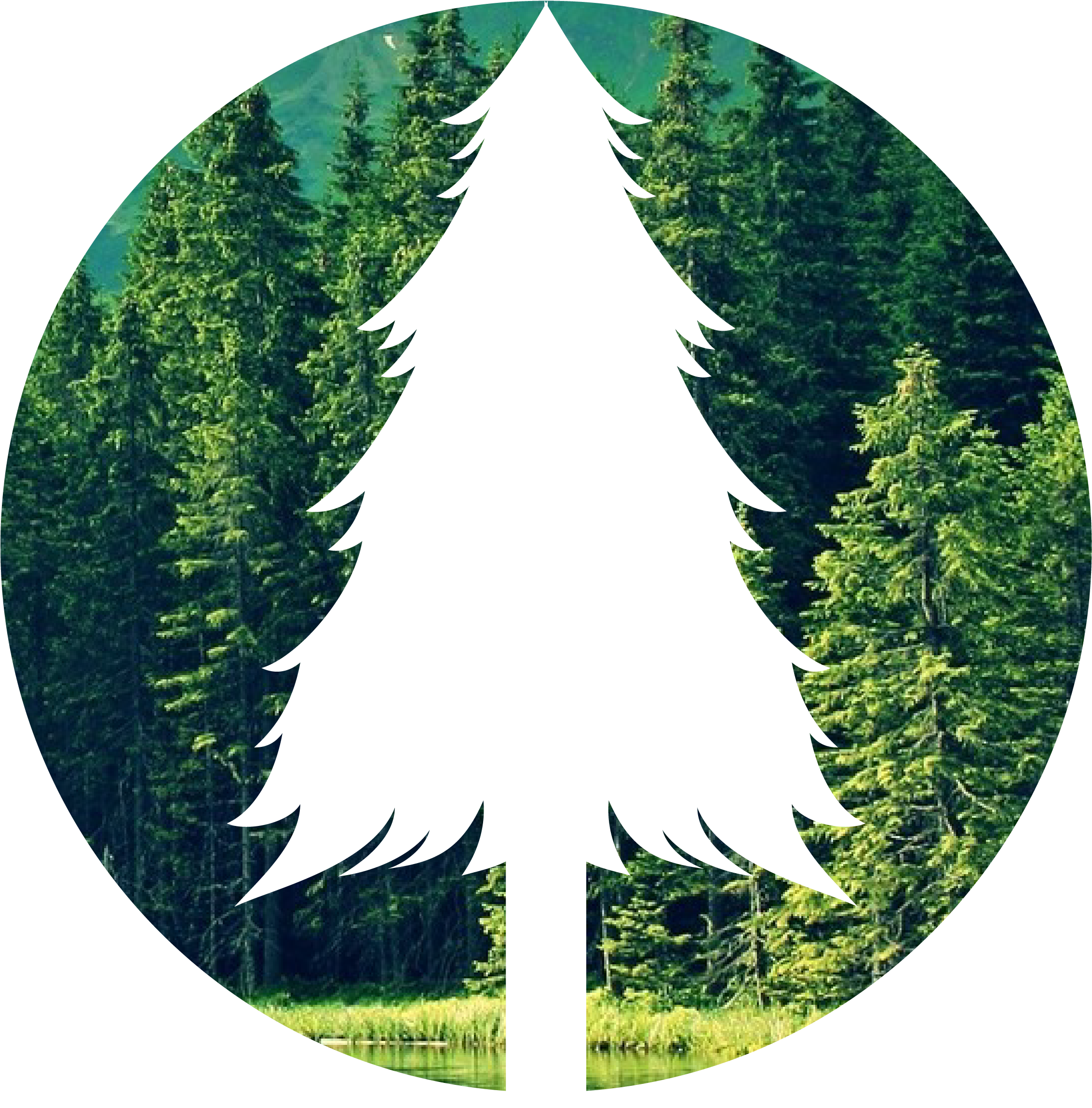 Download The Forest Png - Save Forest Png - Full Size PNG Image - PNGkit