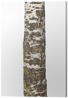 Download Canoe Birch - Full Size PNG Image - PNGkit