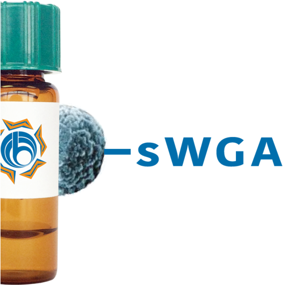 Download Succinylated Triticum Vulgaris Lectin (succ Wga) - Lectin ...