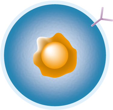 Download B-cell - Cell Png - Full Size PNG Image - PNGkit