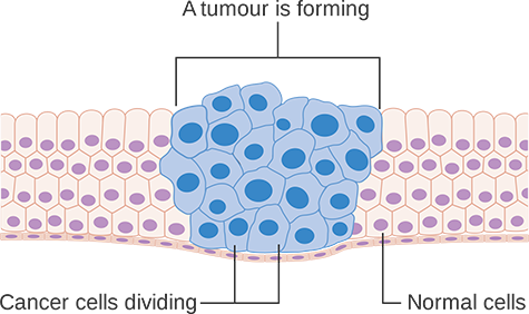 Download Cells - Cancer Cells Diagram - Full Size PNG Image - PNGkit