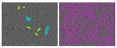 Download Cho Cells In These Images Were Plated At 4000 Cells - Graphic ...