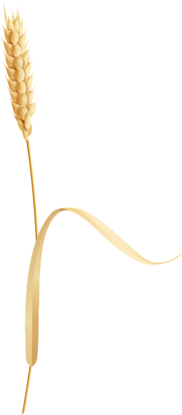 Download Wheat Png - Wheat Ear Png - Full Size PNG Image - PNGkit