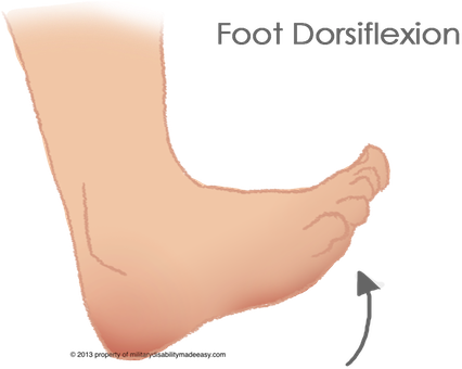 Download Foot Dorsiflexion 6 - Dorsiflexion At The Ankle - Full Size ...