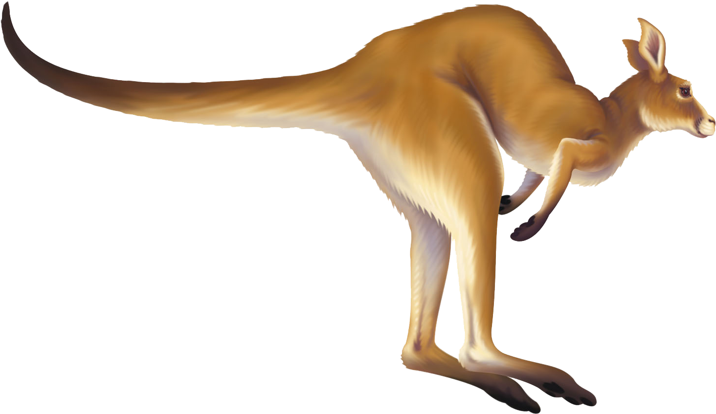 Download Kangaroo Png - Jumping Kangaroo Animated Gif - Full Size PNG ...