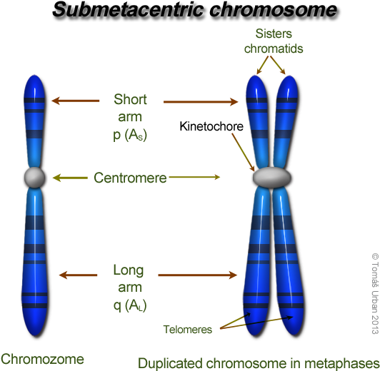 Download Transparent Variations In Chromosome - Chromosome Structure ...
