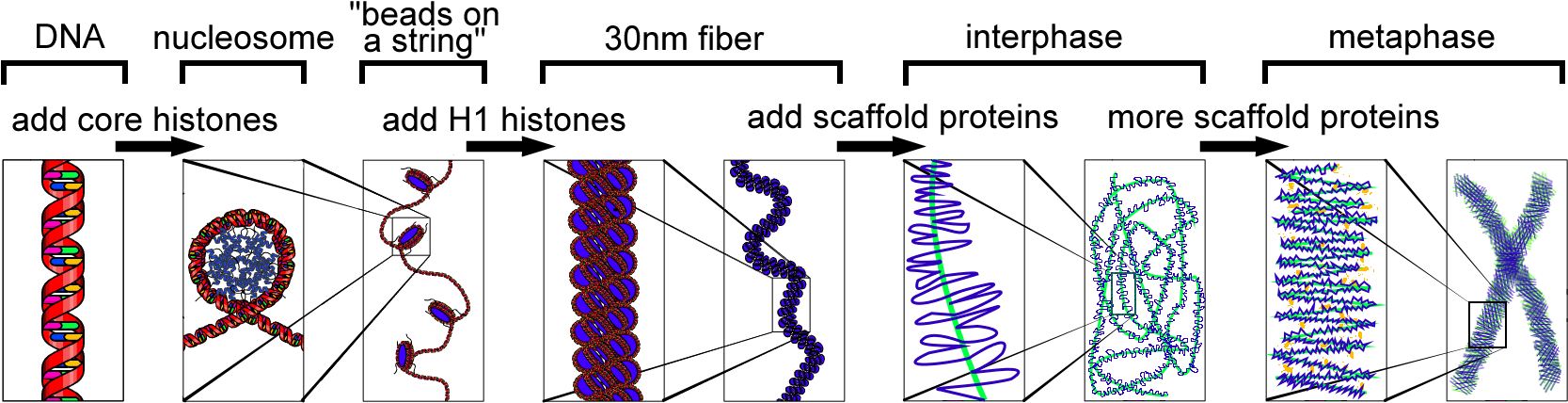 Download Transparent Successive Stages Of Chromosome Compaction Depend ...