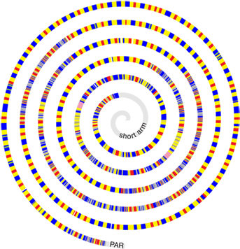 Download Detailed Depiction Of The Structure Of The Mouse Y ...