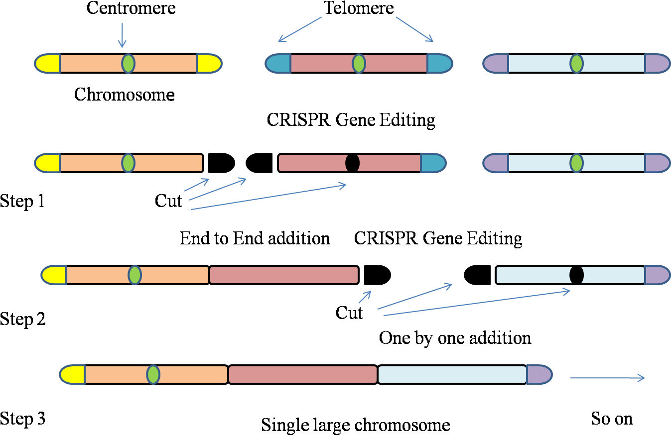 Download Gene-editing Technology Used To Fit Entire Genome Of ...
