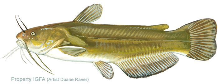 Download All-tackle World Records - Yellow Bullhead - Full Size PNG ...