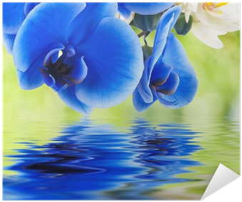 Download Orchids - Full Size PNG Image - PNGkit