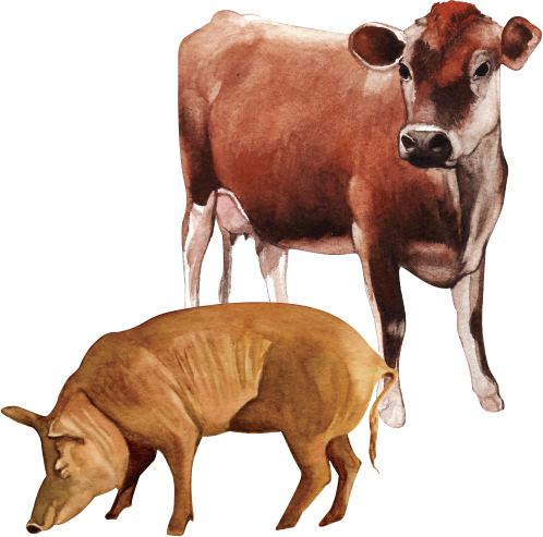 Download Animals - Learning - Full Size PNG Image - PNGkit