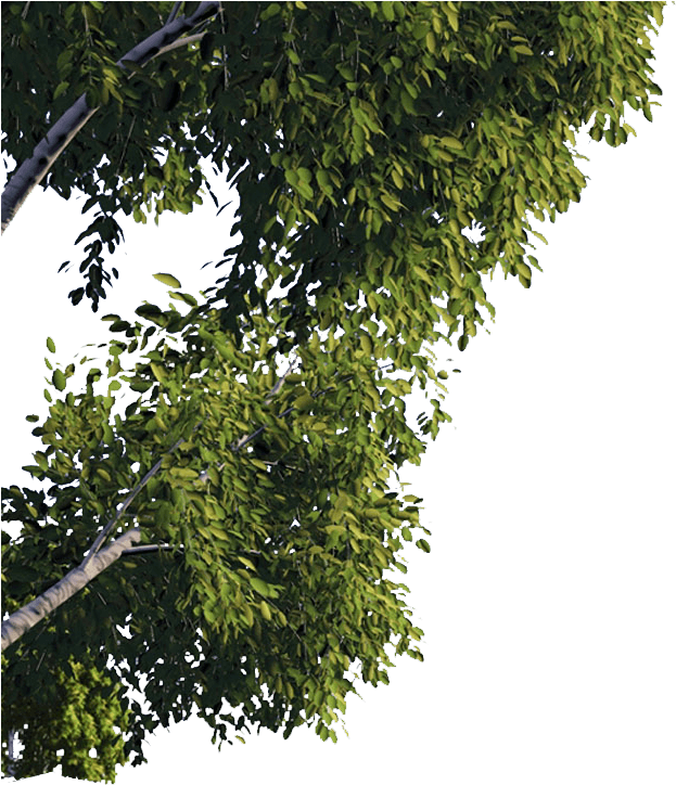 Download 3d175e31 239 Kb - Tree Overlay Png - Full Size PNG Image - PNGkit