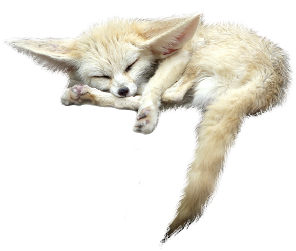 Download Fennec Fox Png File - Fennec Fox No Background - Full Size PNG ...