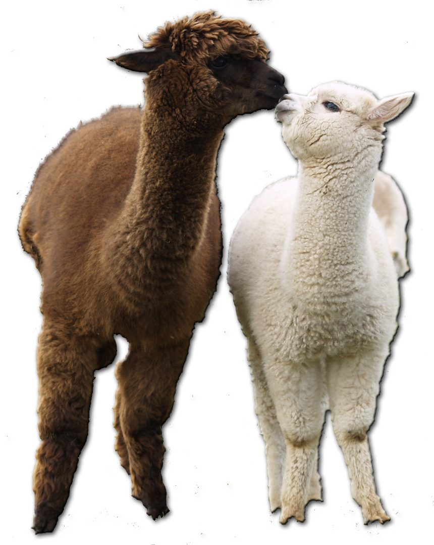 Download Alpaca Trans - Full Size PNG Image - PNGkit