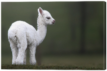 Download Blue Ridge Mountain Consumers - Full Size PNG Image - PNGkit