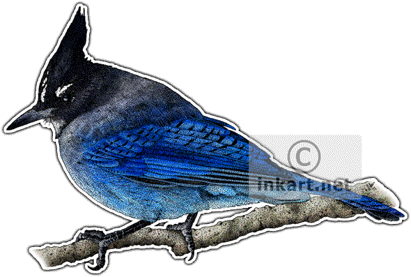 Download Steller - Steller's Jay - Full Size PNG Image - PNGkit