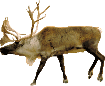 Download Some Animals Live In More Than One Biome - Transparent Alpine ...