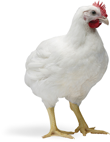 Download Read Guides - Cobb 500 - Full Size PNG Image - PNGkit