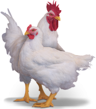 Download The Ross 708 Parent Stock Has Been Developed To Maximize ...