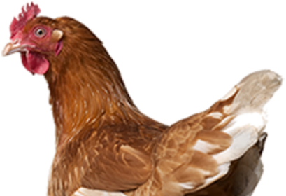 Download Transparent Chicken - PNGkit