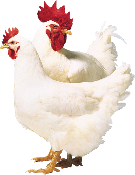 Download Broiler Breeders - Aviagen Chickens - Full Size PNG Image - PNGkit