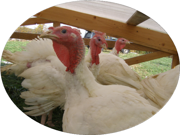 Download Pastured Broilers - Turkey - Full Size PNG Image - PNGkit