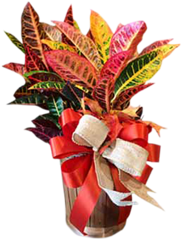 Download Fall Croton - Poinsettia - Full Size PNG Image - PNGkit