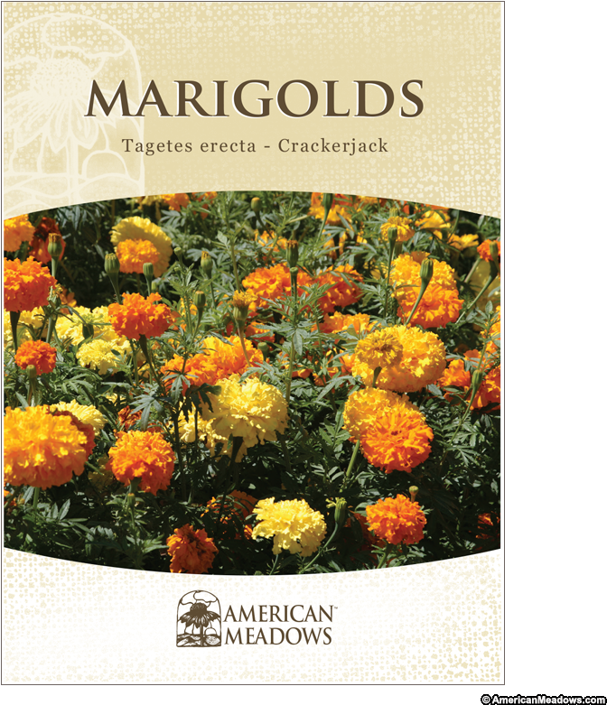 Download Marigold Seed Packet - Marigold Seed Packets - Full Size PNG ...