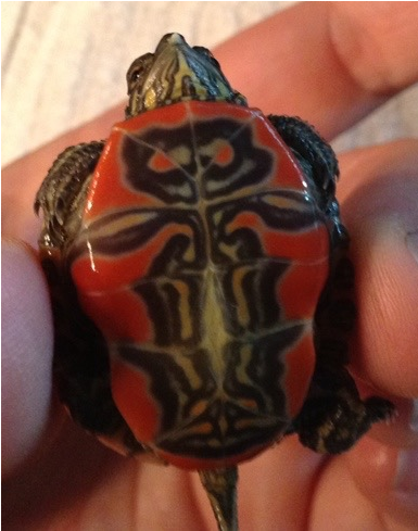 Download 2) Shell Notching: We Also Notch All The Wild Turtles - Turtle ...