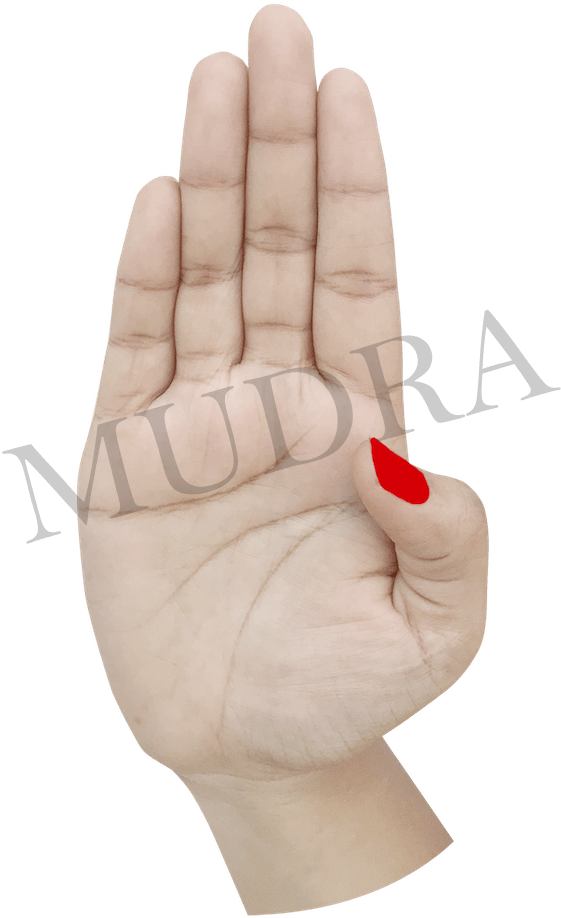 Download Pataka - Carmine - Full Size PNG Image - PNGkit